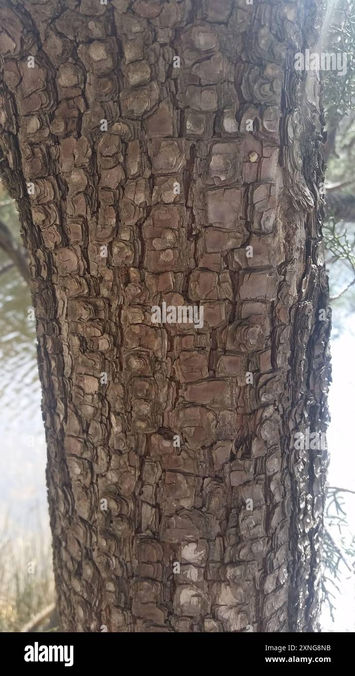 alligator juniper (Juniperus deppeana) Plantae Stock Photo - Alamy