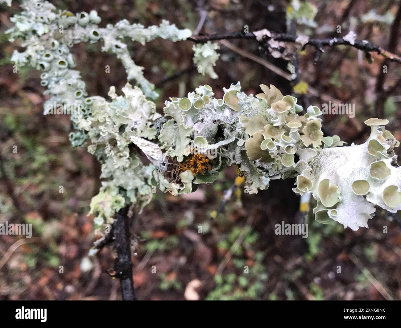 Ruffle Lichens (Parmotrema) Fungi Stock Photo - Alamy