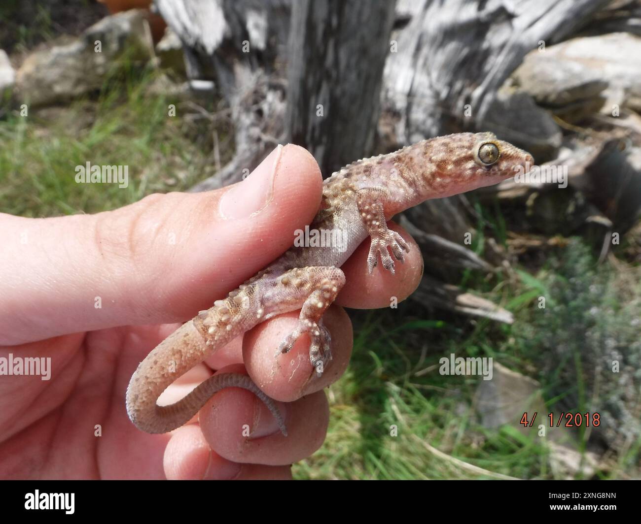Mediterranean House Gecko (Hemidactylus turcicus) Reptilia Stock Photo ...