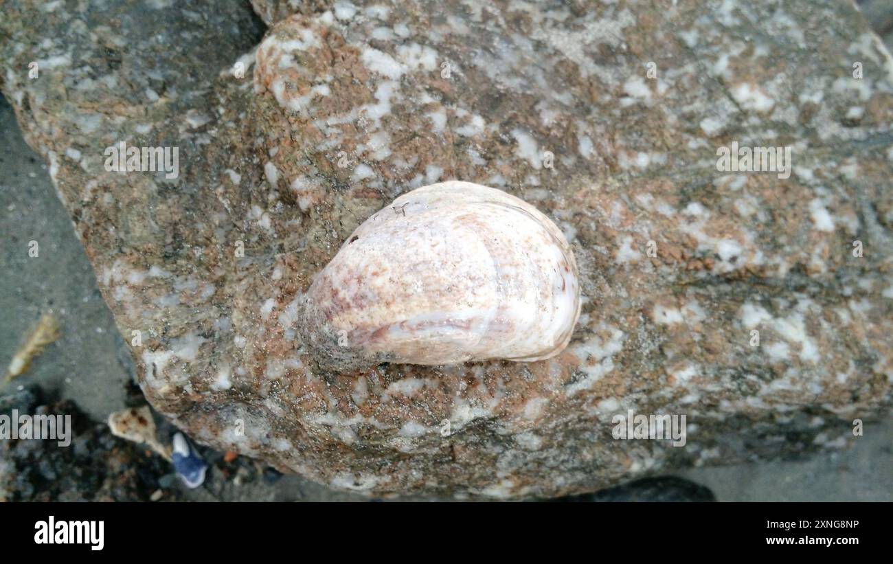 Common Atlantic Slippersnail (Crepidula fornicata) Mollusca Stock Photo ...