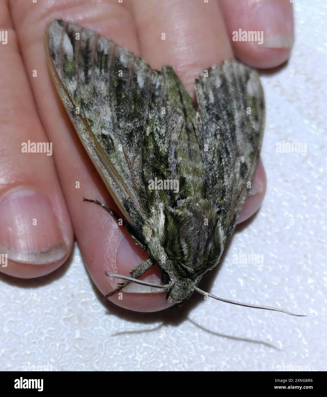 Hagen's Sphinx (Ceratomia hageni) Insecta Stock Photo - Alamy