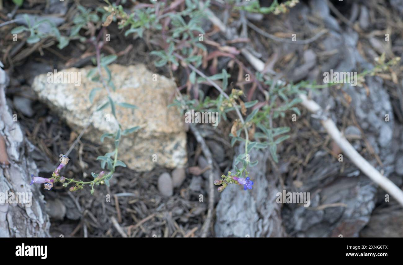 Azure Penstemon (Penstemon azureus) Plantae Stock Photo - Alamy