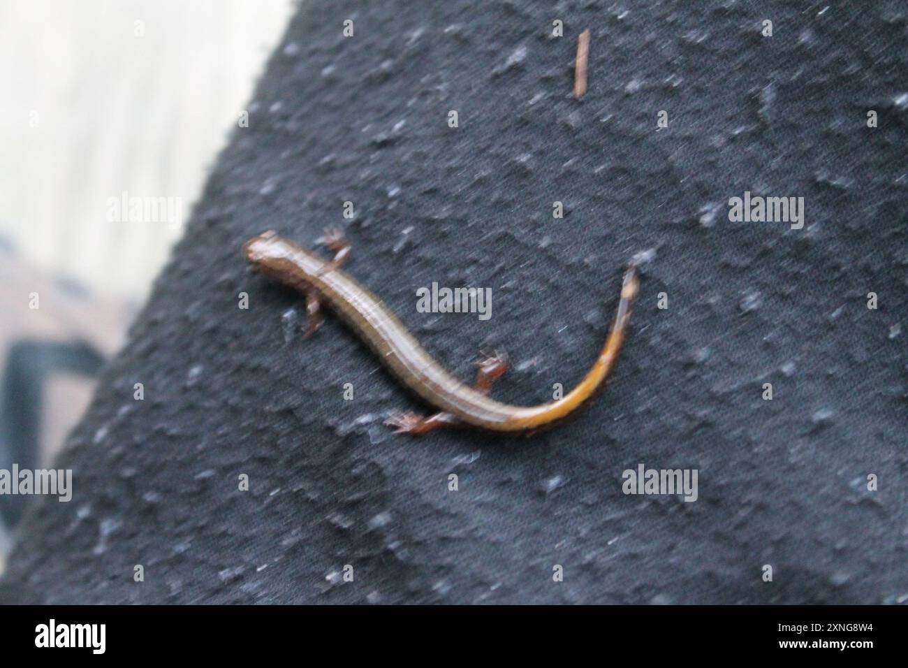 Northern Two-lined Salamander (Eurycea bislineata) Amphibia Stock Photo ...