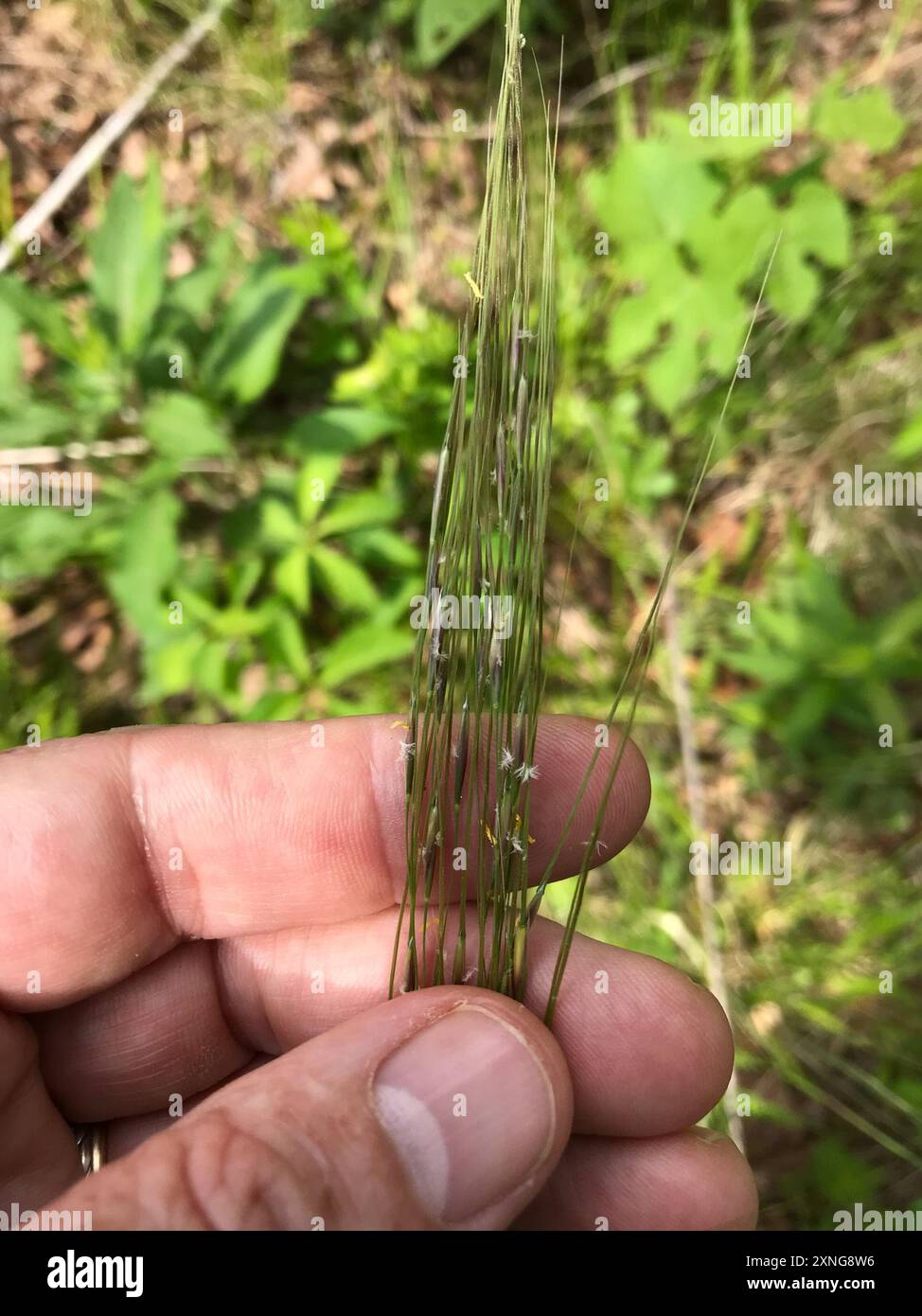 Blackseed Needlegrass (Piptochaetium avenaceum) Plantae Stock Photo - Alamy