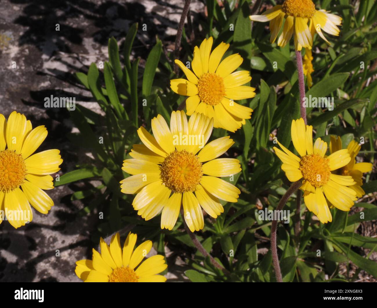 lakeside daisy (Tetraneuris herbacea) Plantae Stock Photo - Alamy