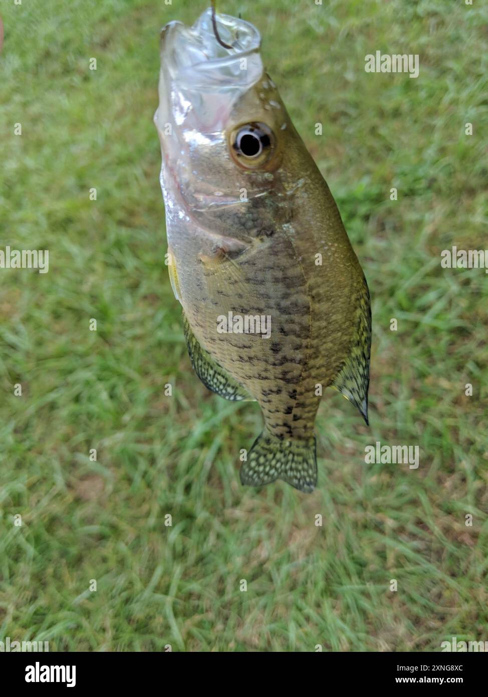 Black Crappie (Pomoxis nigromaculatus) Actinopterygii Stock Photo - Alamy