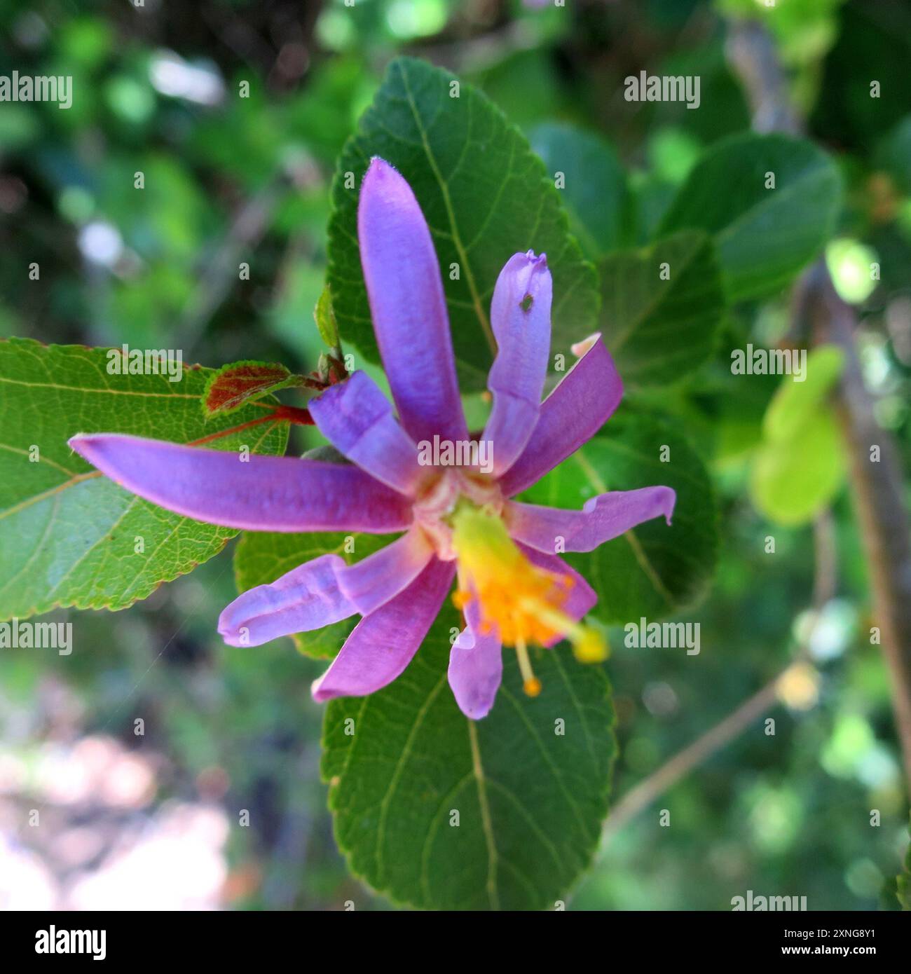 Crossberry (Grewia occidentalis) Plantae Stock Photo - Alamy