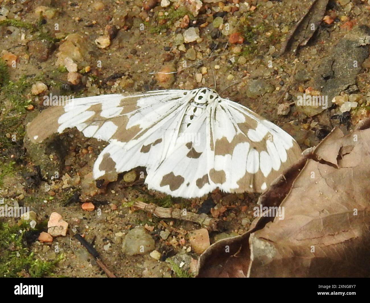Marbled White Moth (Nyctemera adversata) Insecta Stock Photo - Alamy