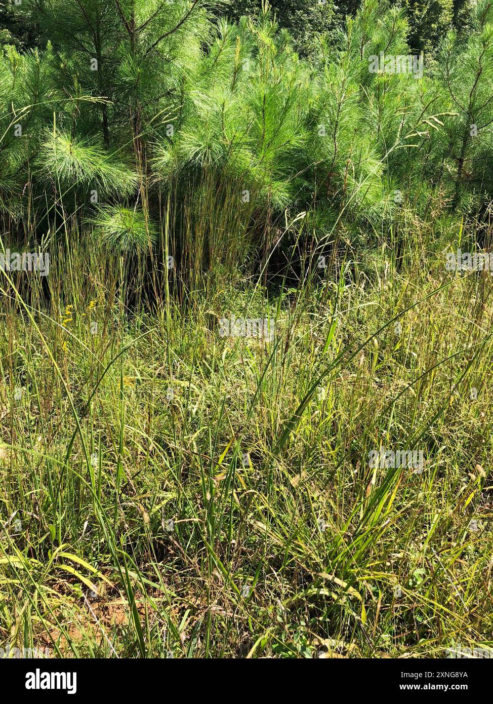 Florida paspalum (Paspalum floridanum) Plantae Stock Photo - Alamy