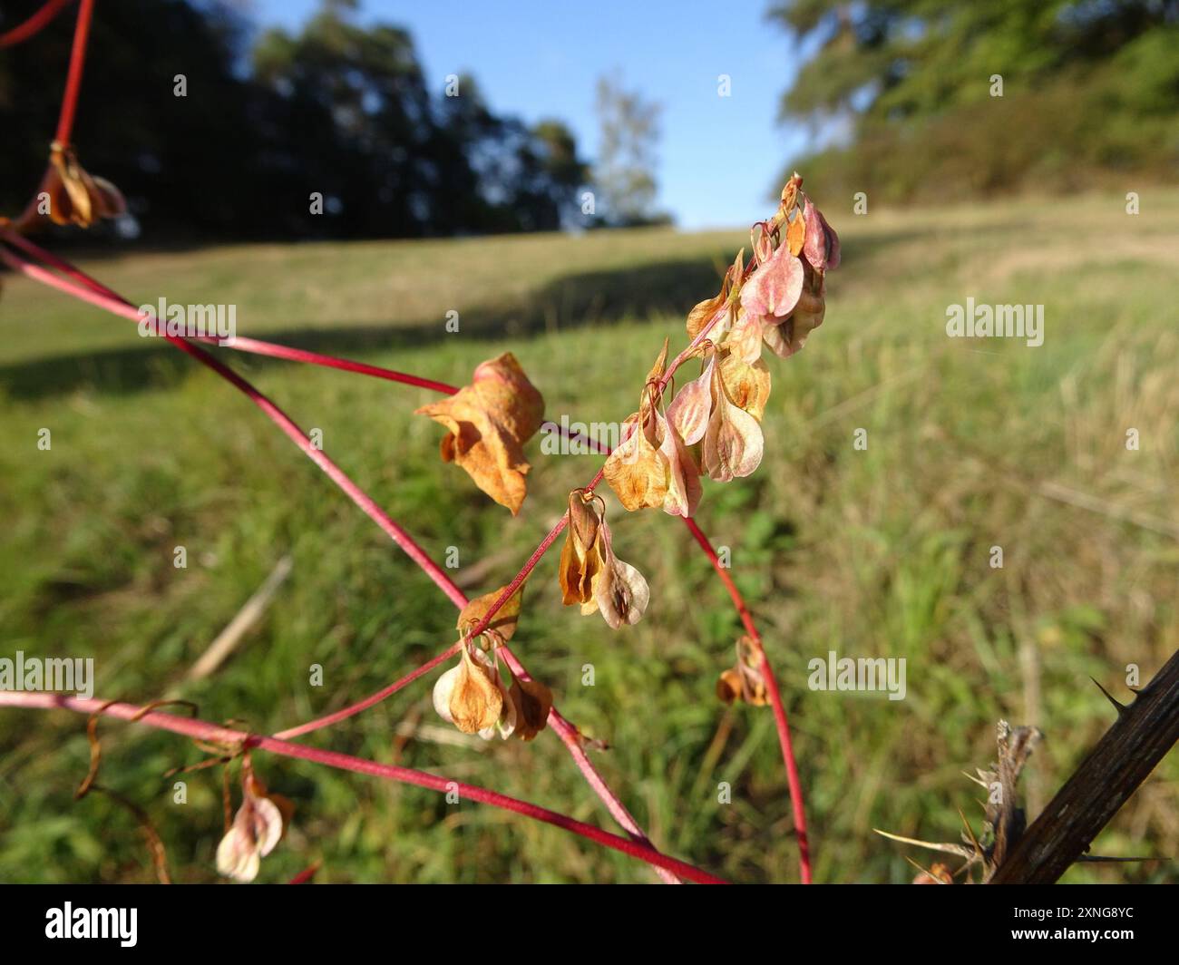 Copse-bindweed (Fallopia dumetorum) Plantae Stock Photo - Alamy