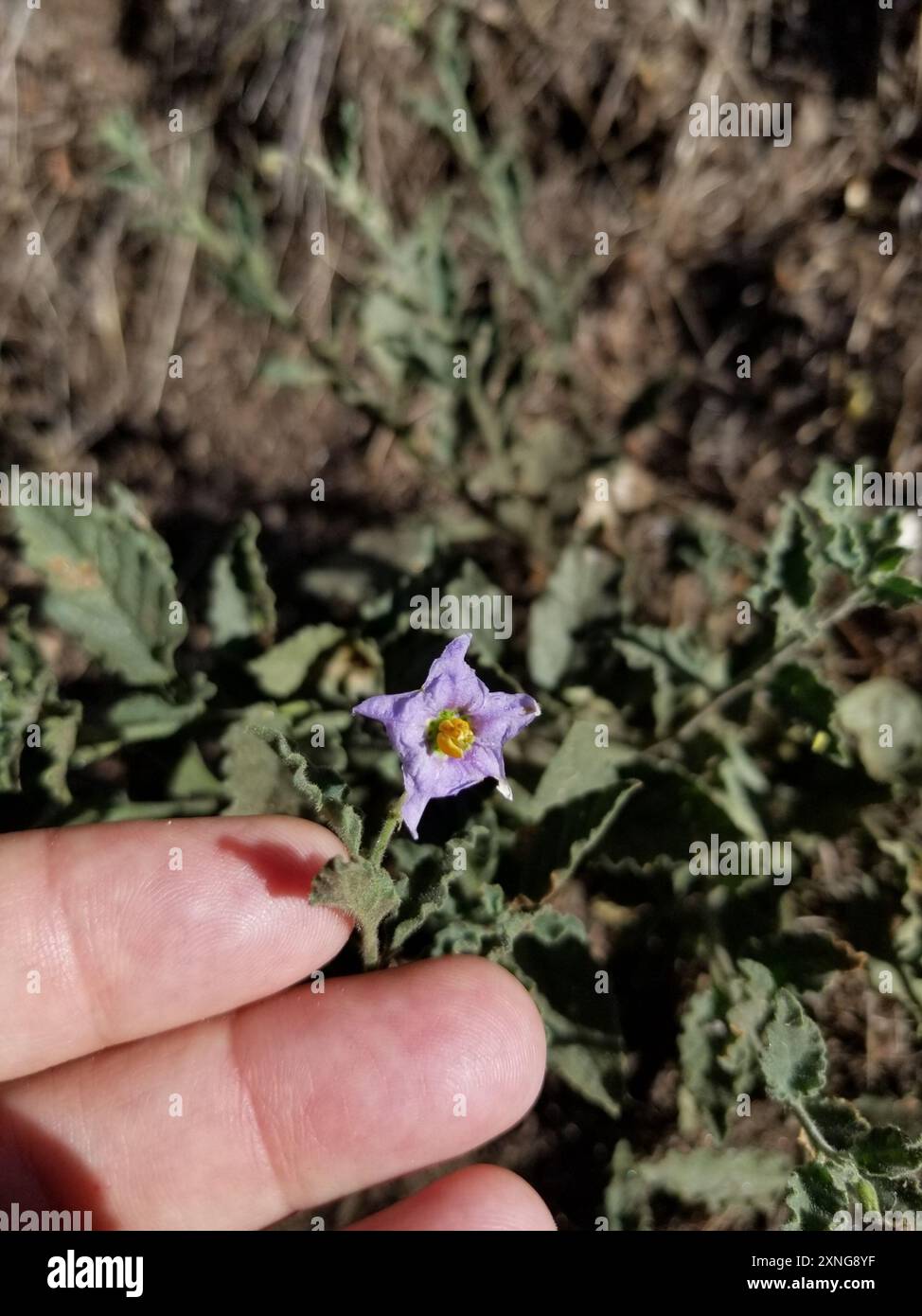 purple nightshade (Solanum xanti) Plantae Stock Photo - Alamy
