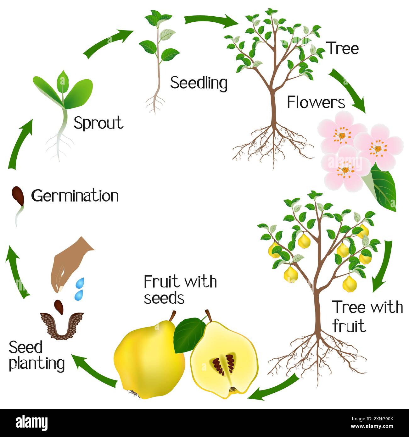 Cycle of a quince plant growth isolated on white background Stock ...