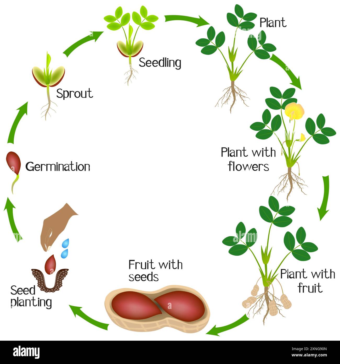 Cycle of a peanut plant growth isolated on white background Stock ...