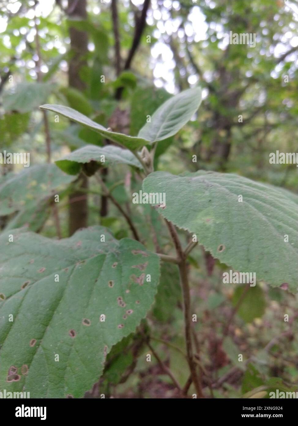 Wayfaring-tree (Viburnum lantana) Plantae Stock Photo - Alamy