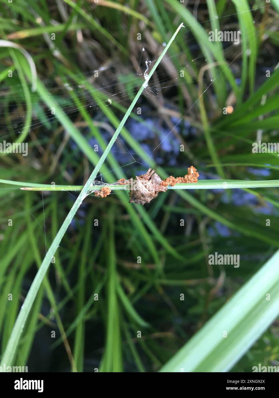 Starbellied Orbweaver (Acanthepeira stellata) Arachnida Stock Photo - Alamy