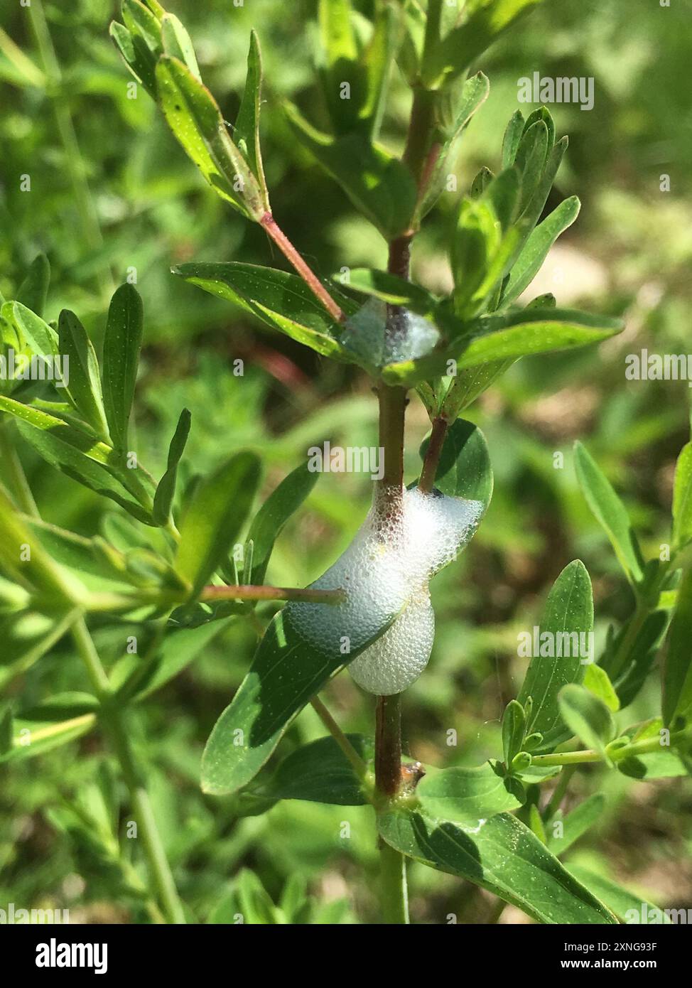 Spittlebugs and Froghoppers (Cercopoidea) Insecta Stock Photo - Alamy