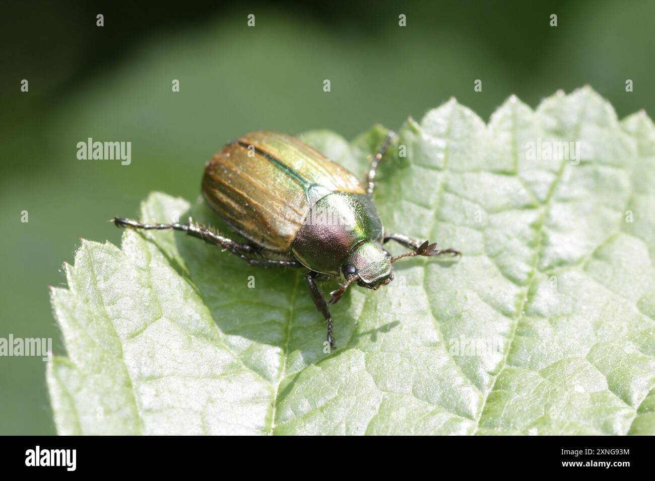 Dune Chafer (Anomala dubia) Insecta Stock Photo - Alamy