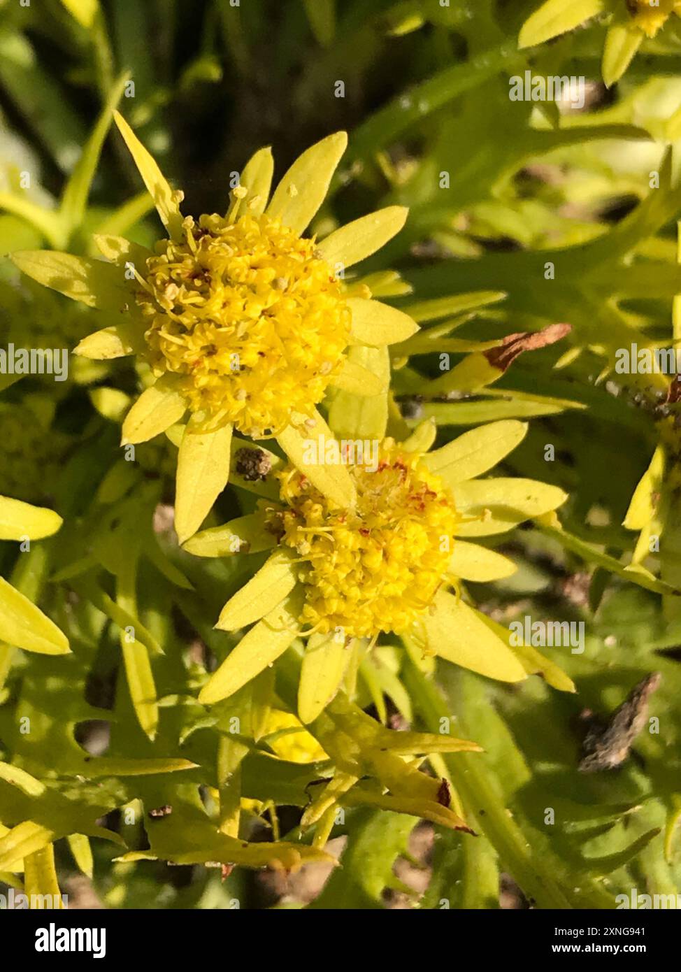 Footsteps of spring (Sanicula arctopoides) Plantae Stock Photo - Alamy