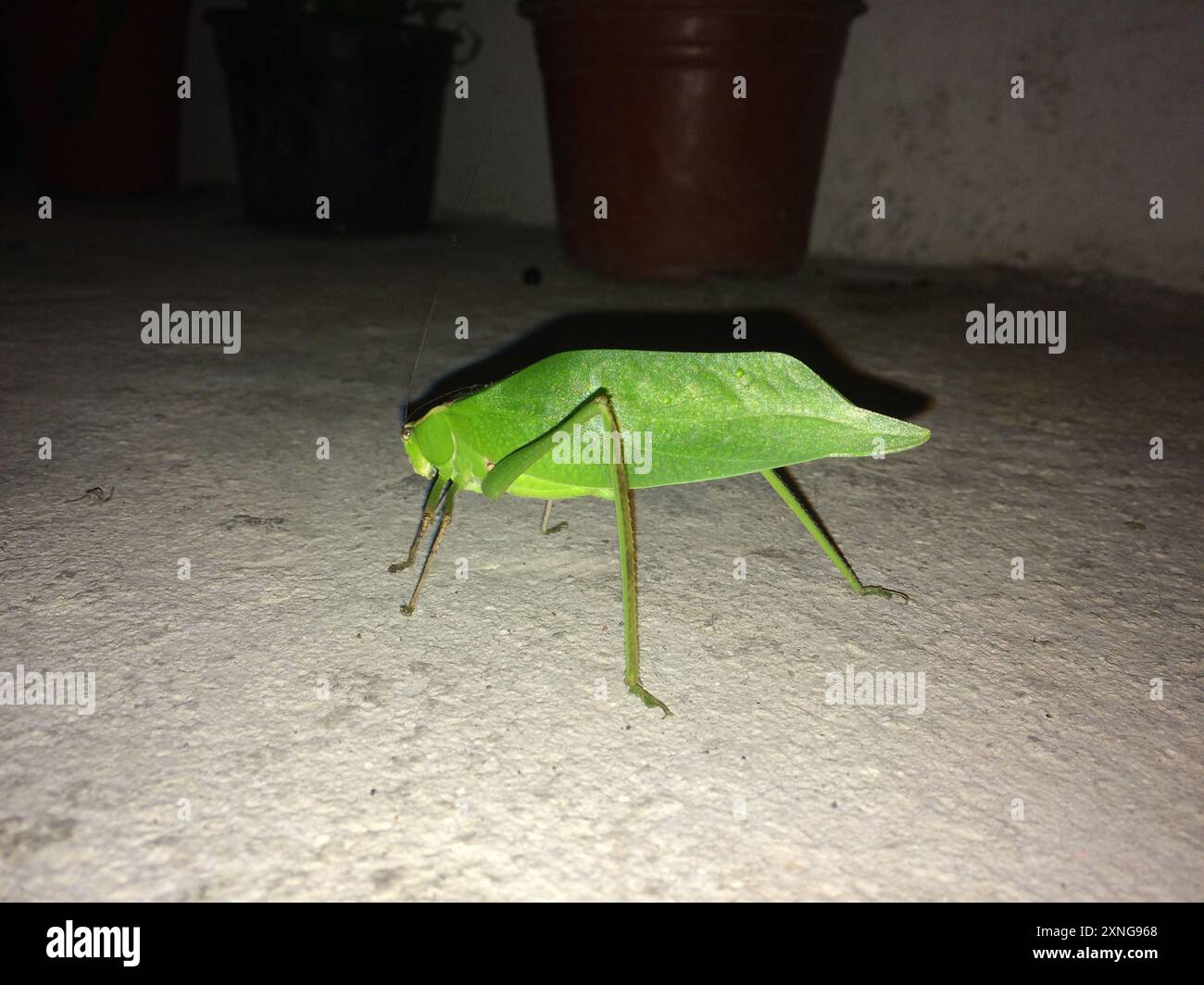 Neotropical Giant Katydids (Stilpnochlora) Insecta Stock Photo - Alamy