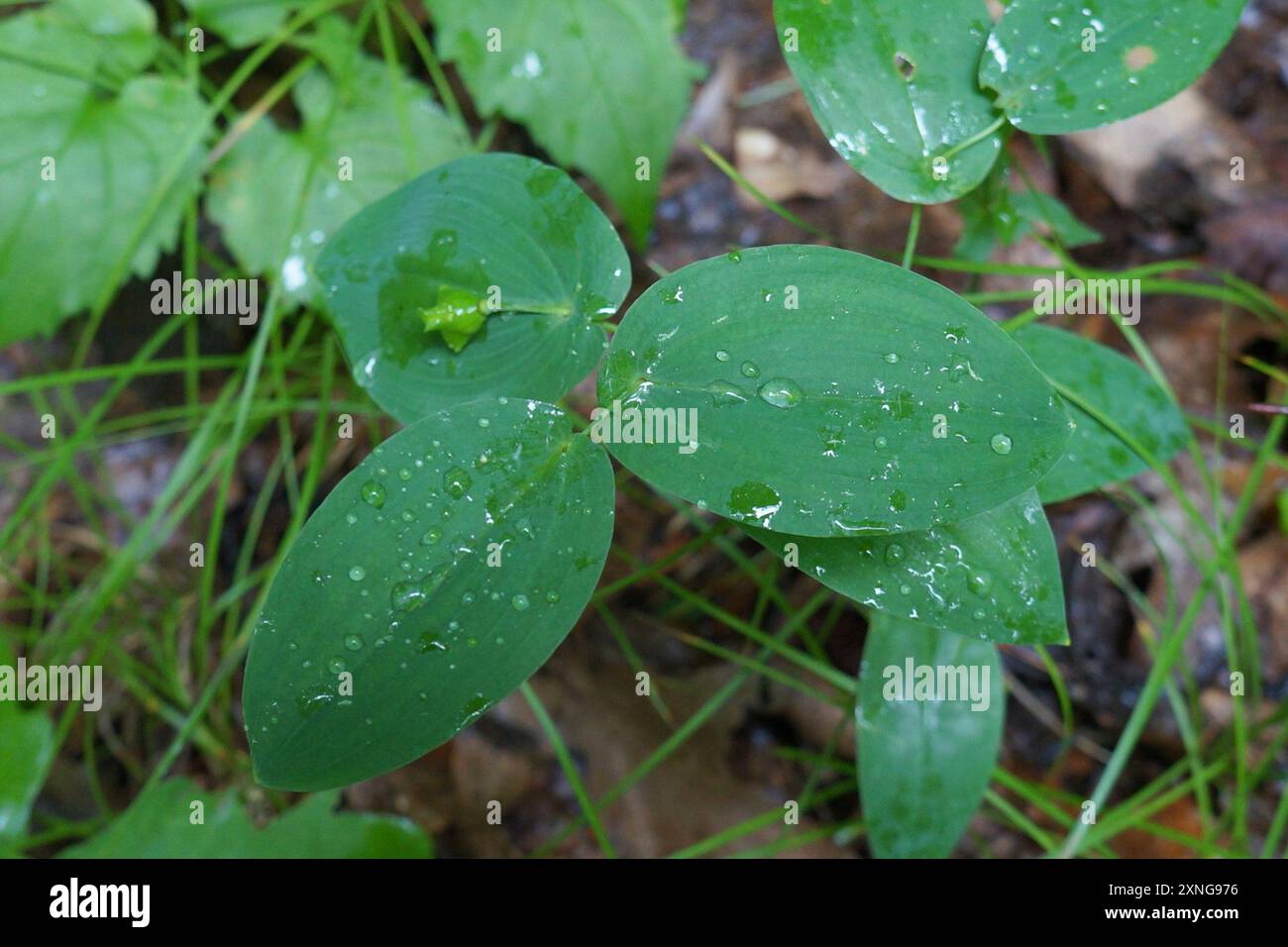 perfoliate bellwort (Uvularia perfoliata) Plantae Stock Photo - Alamy