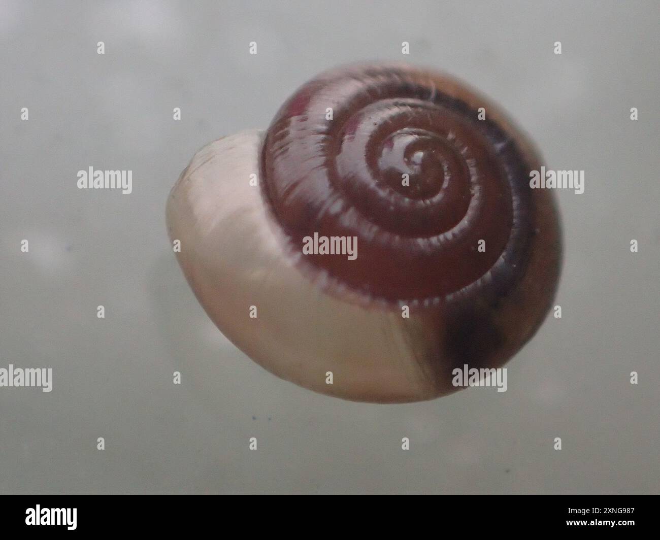 True Glass Snails (Zonitidae) Mollusca Stock Photo - Alamy