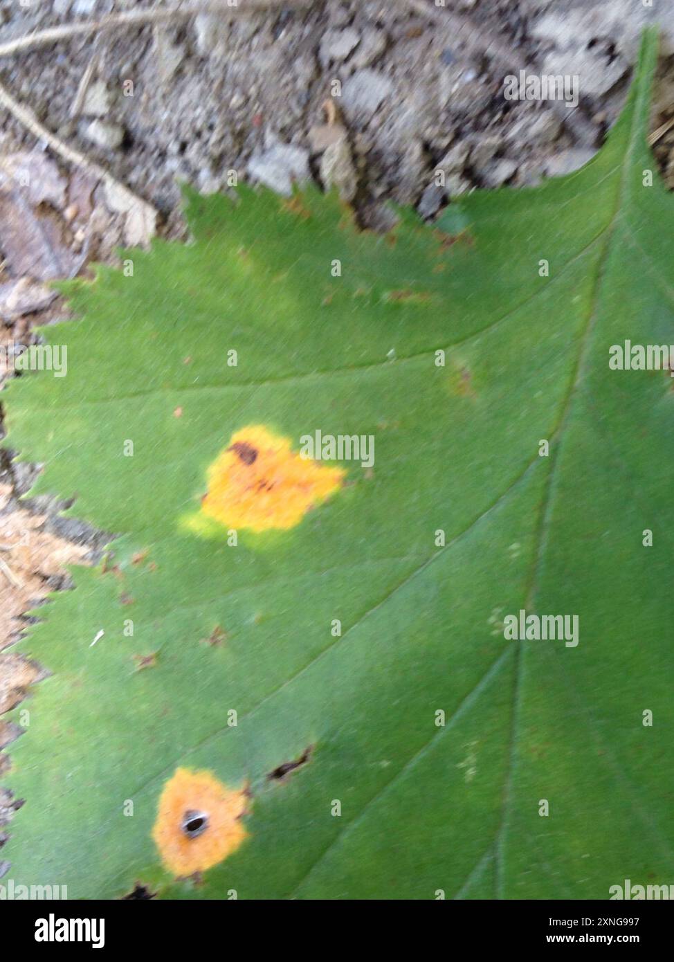 Juniper-hawthorn rust (Gymnosporangium globosum) Fungi Stock Photo - Alamy