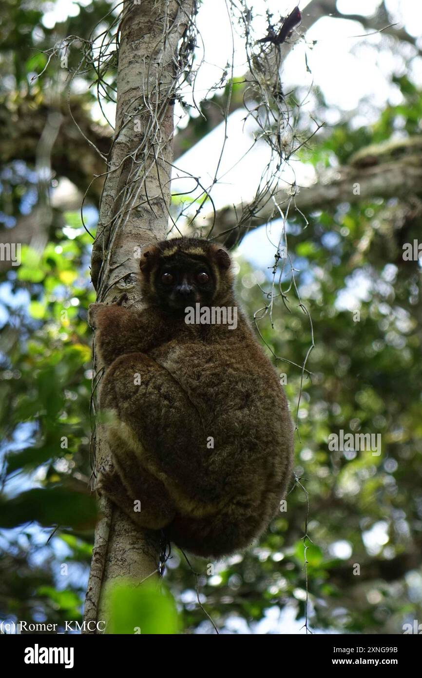Lemur laniger hi-res stock photography and images - Alamy
