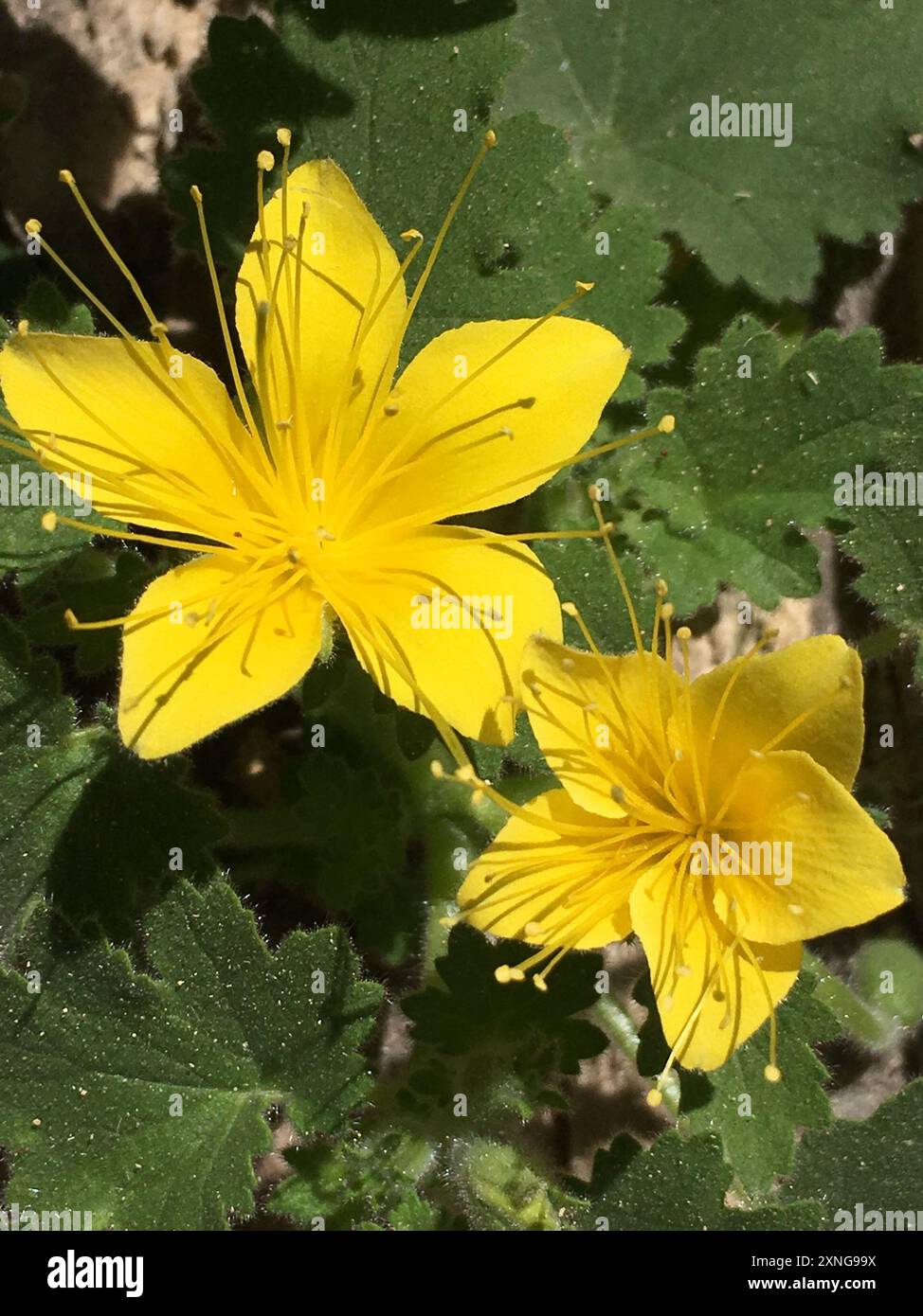 Yellow Stingbush (Eucnide bartonioides) Plantae Stock Photo - Alamy