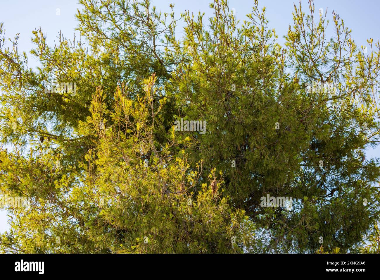 Close-up of pine branches with needles, growing in the mountainous ...