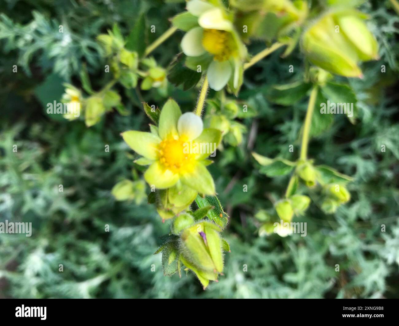 sticky cinquefoil (Drymocallis glandulosa) Plantae Stock Photo - Alamy