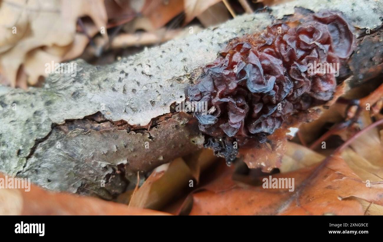 Leafy Brain (Phaeotremella foliacea) Fungi Stock Photo - Alamy