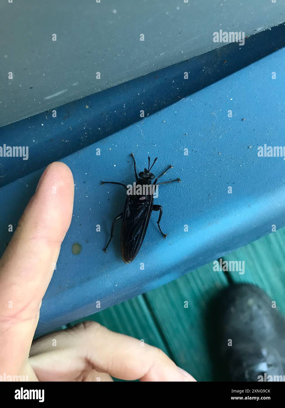 Clubbed mydas fly hi-res stock photography and images - Alamy
