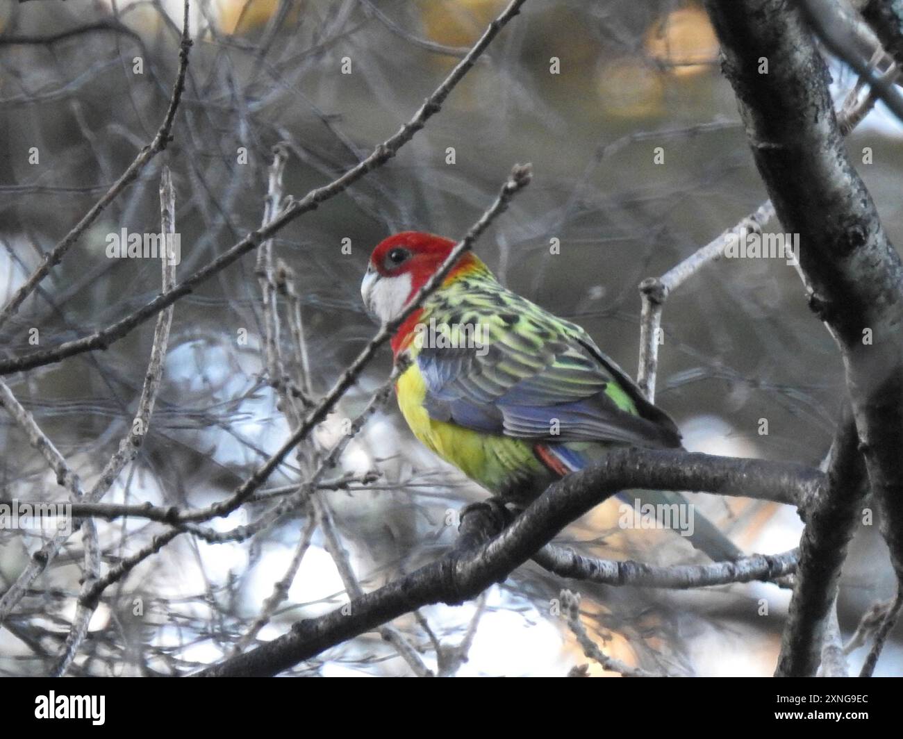 Eastern Rosella (Platycercus eximius) Aves Stock Photo - Alamy