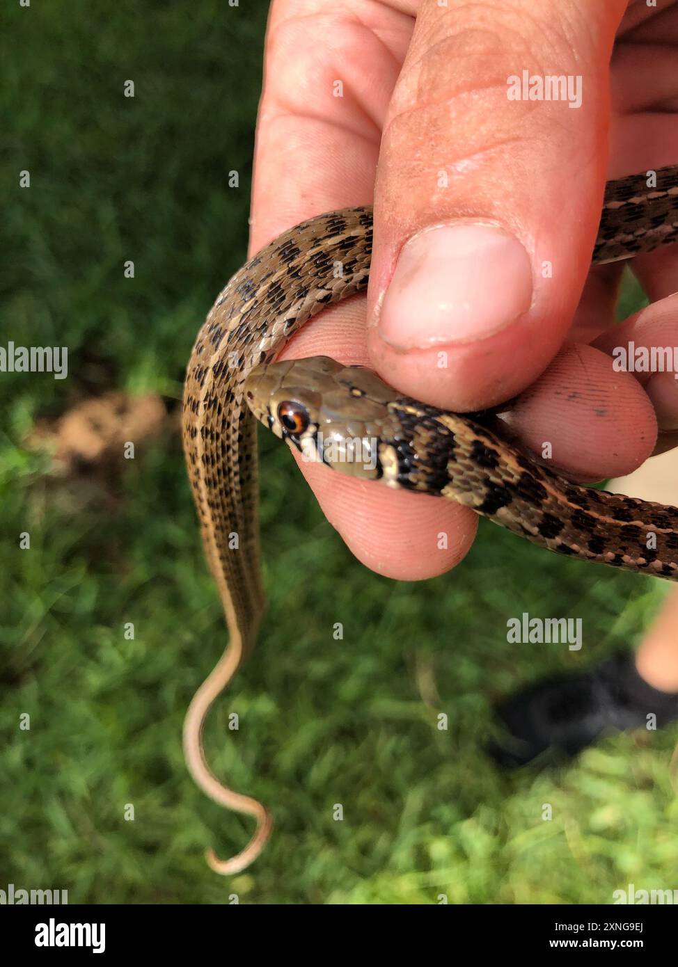 Checkered Garter Snake (Thamnophis marcianus) Reptilia Stock Photo - Alamy