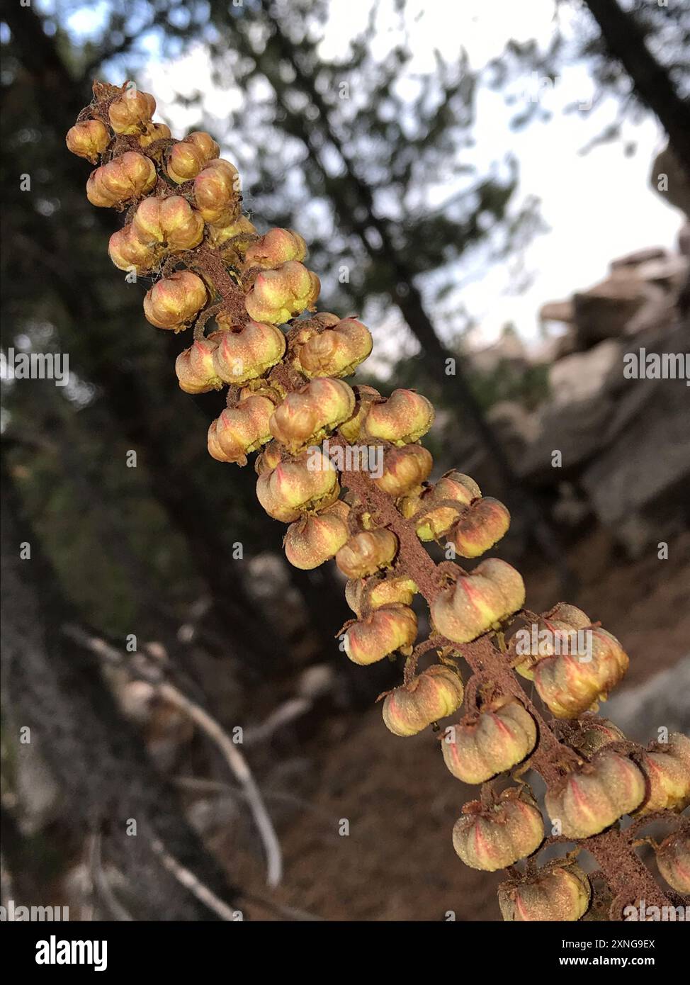 woodland pinedrops (Pterospora andromedea) Plantae Stock Photo - Alamy