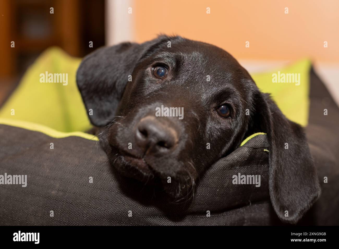 Cute portrait of an 8 week old black Labrador looking at the camera ...