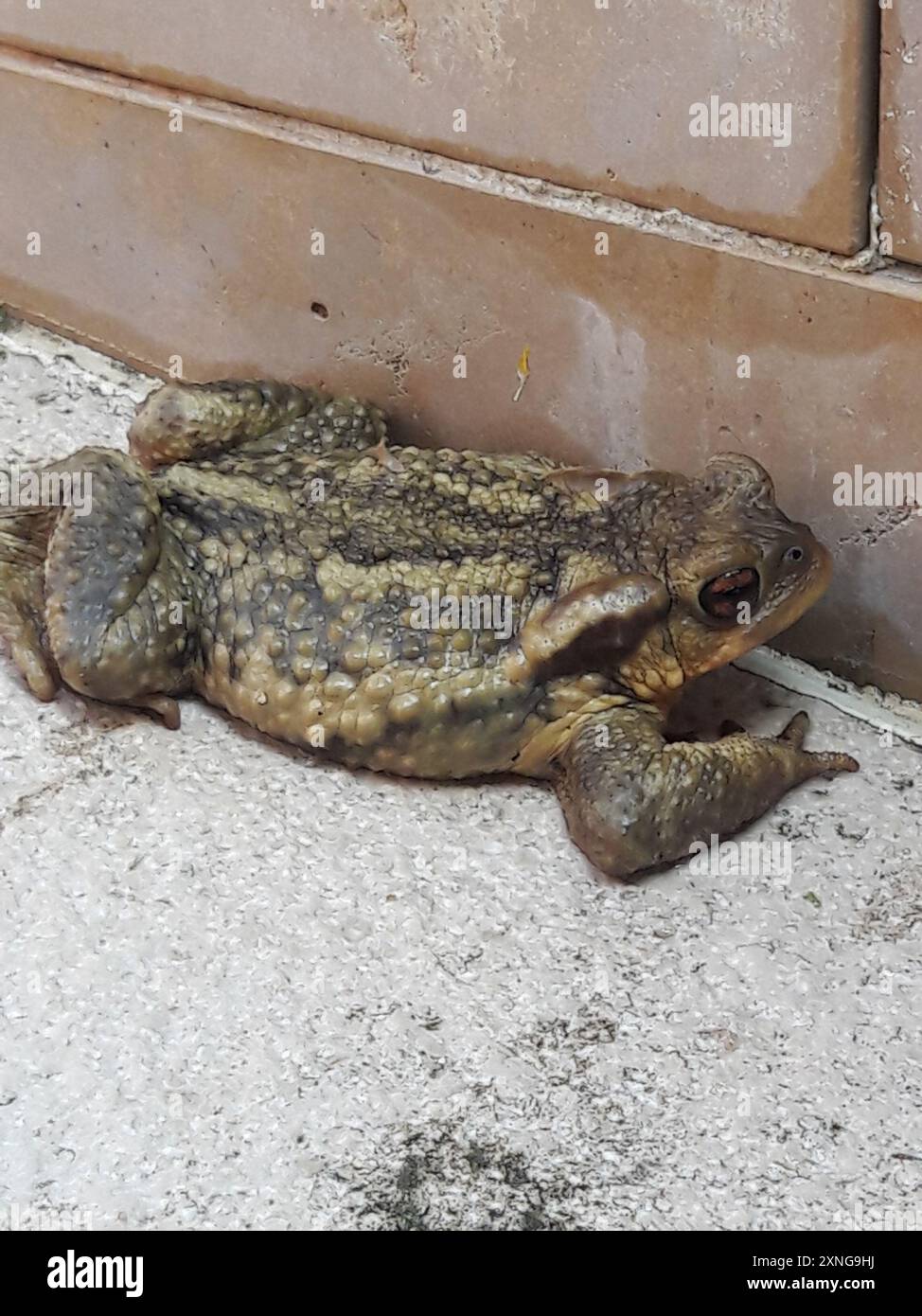 Spiny Toad (Bufo spinosus) Amphibia Stock Photo - Alamy
