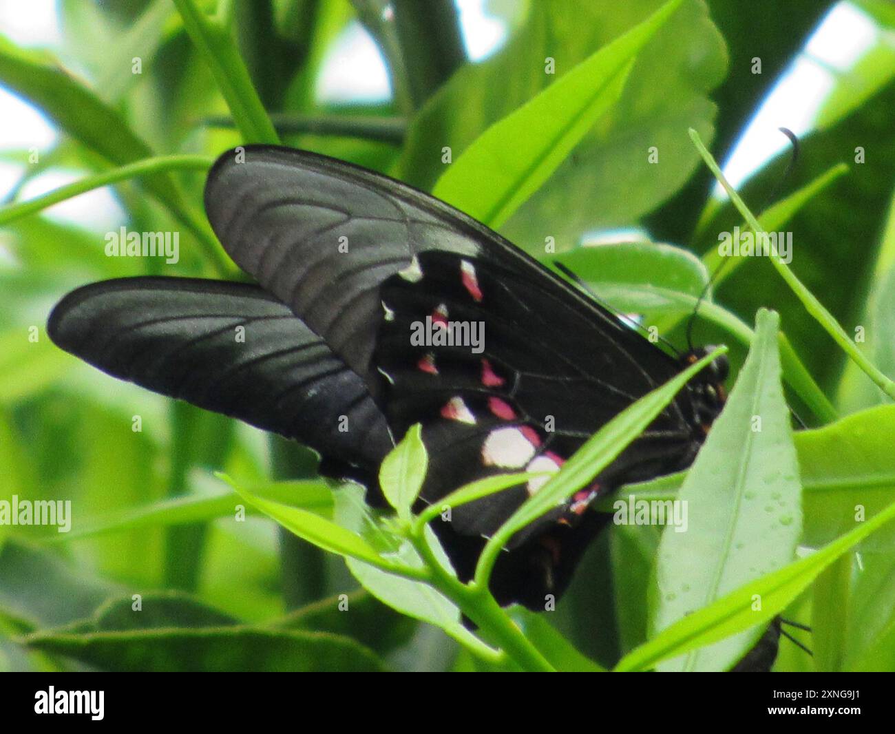 Capys hi-res stock photography and images - Alamy