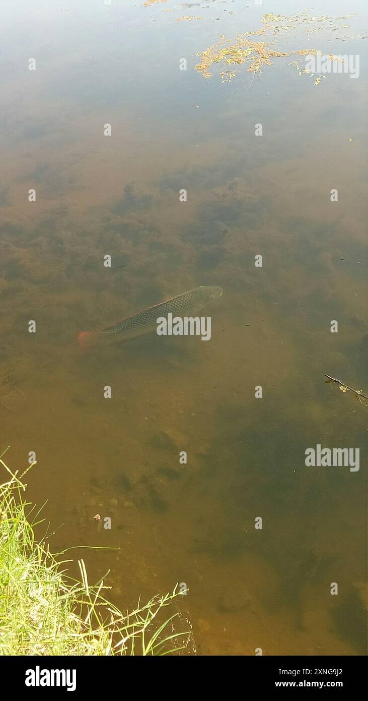 Mozambique Tilapia (Oreochromis mossambicus) Actinopterygii Stock Photo ...