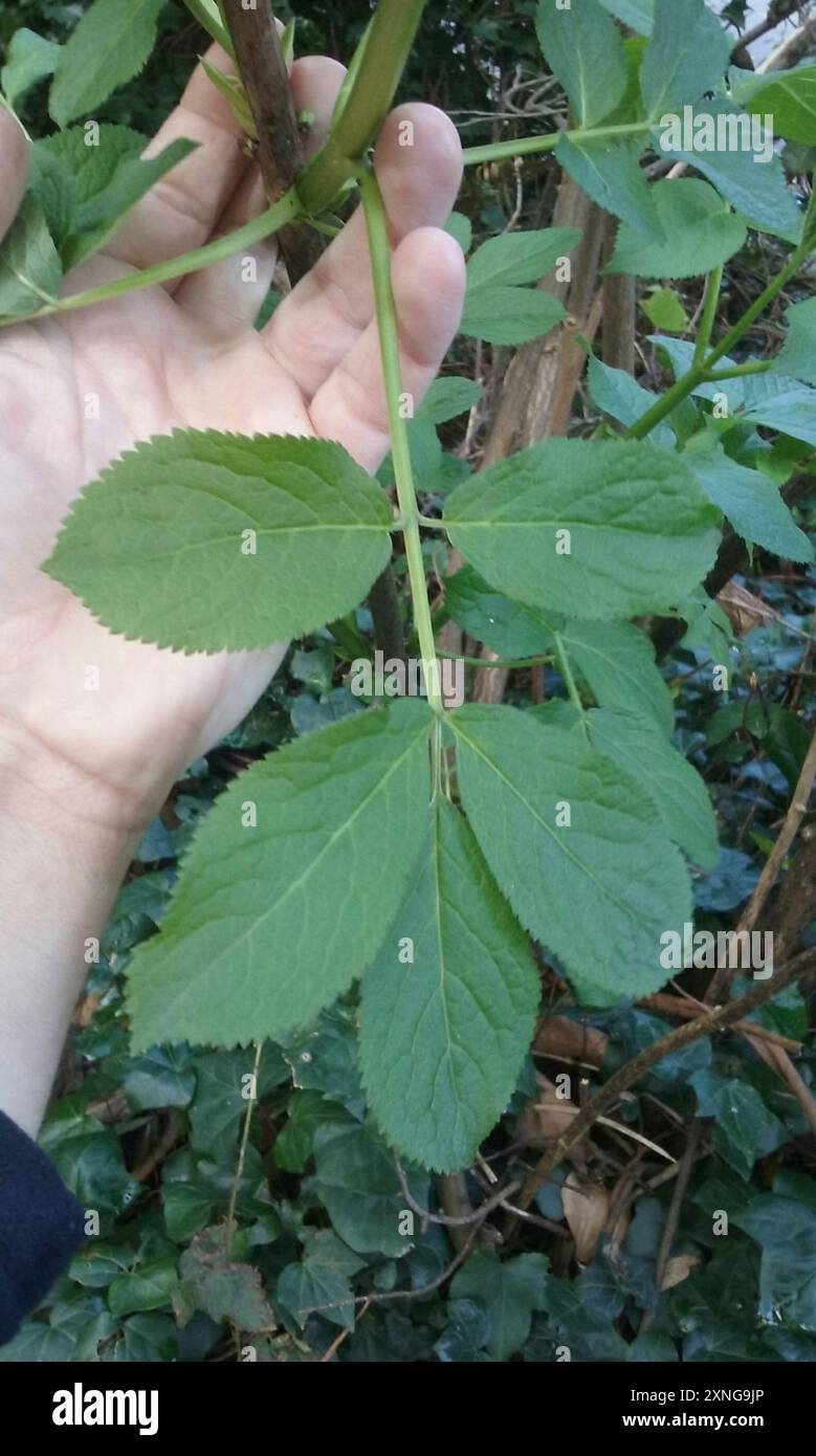 European Red Elder (Sambucus racemosa racemosa) Plantae Stock Photo - Alamy