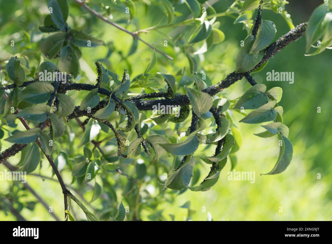 Elder Aphid (Aphis sambuci) Insecta Stock Photo - Alamy