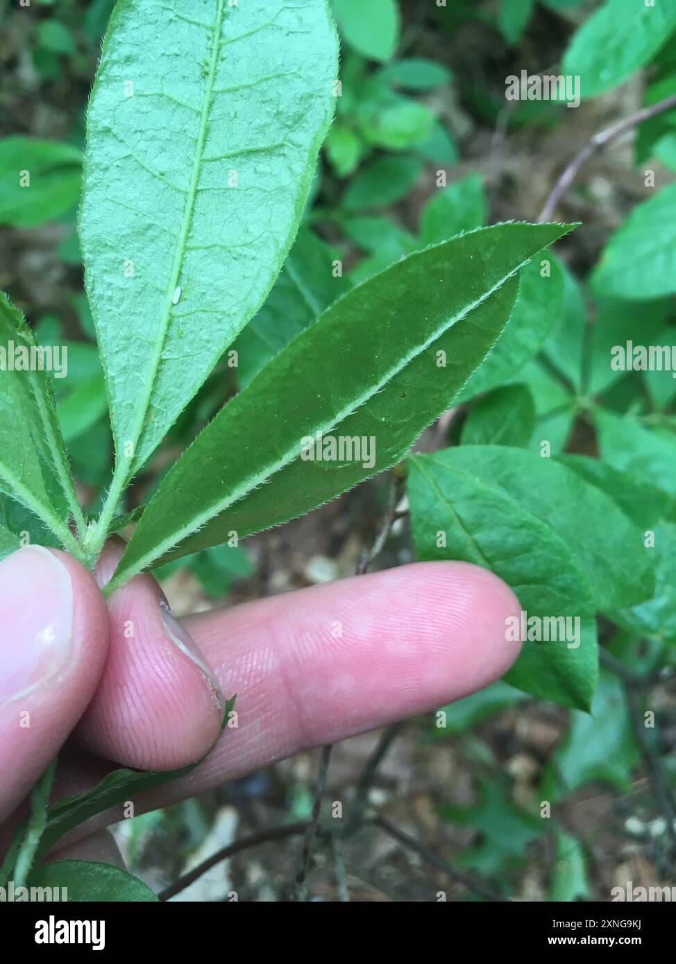 Pinxter Flower (Rhododendron periclymenoides) Plantae Stock Photo - Alamy