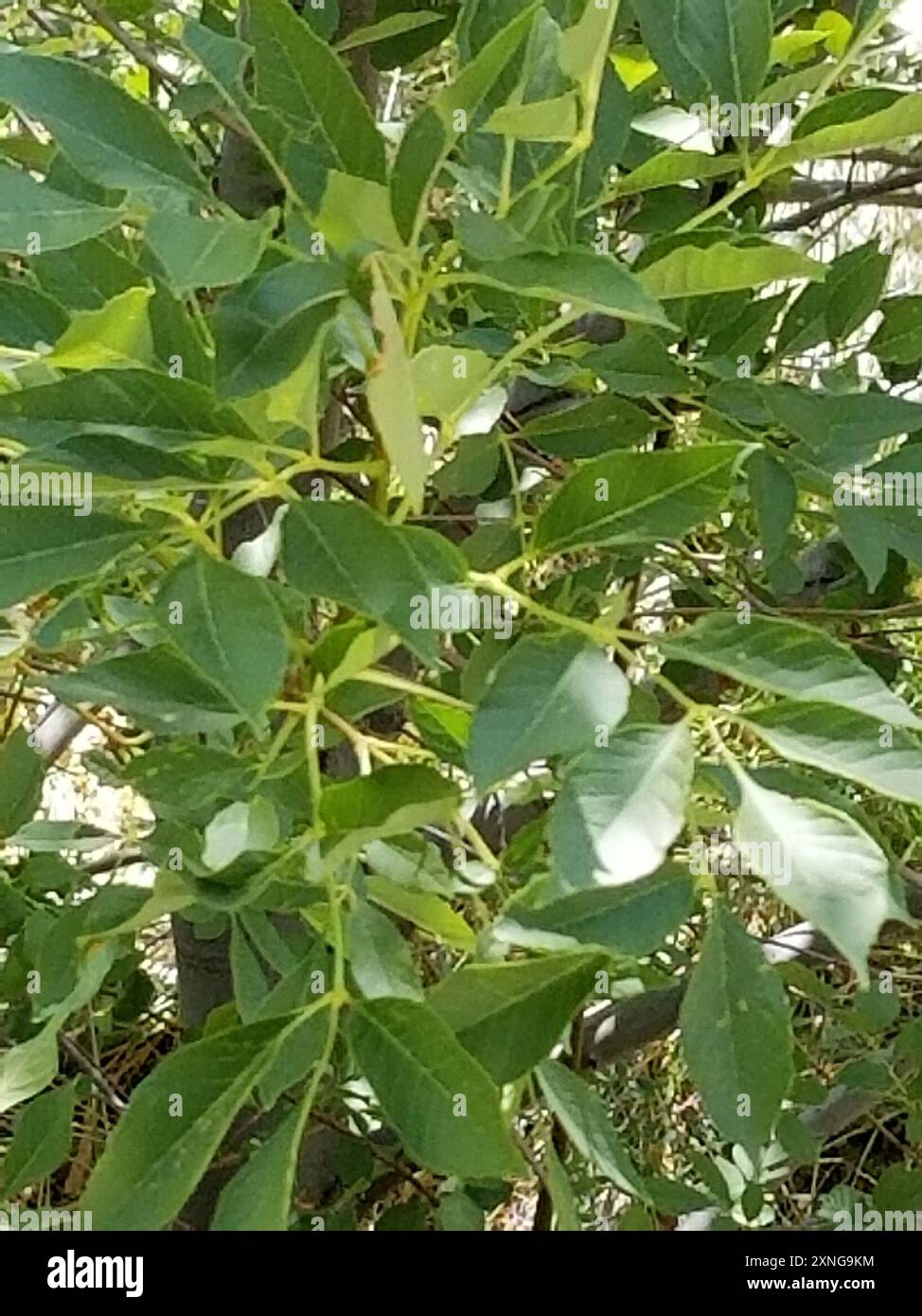 velvet ash (Fraxinus velutina) Plantae Stock Photo - Alamy