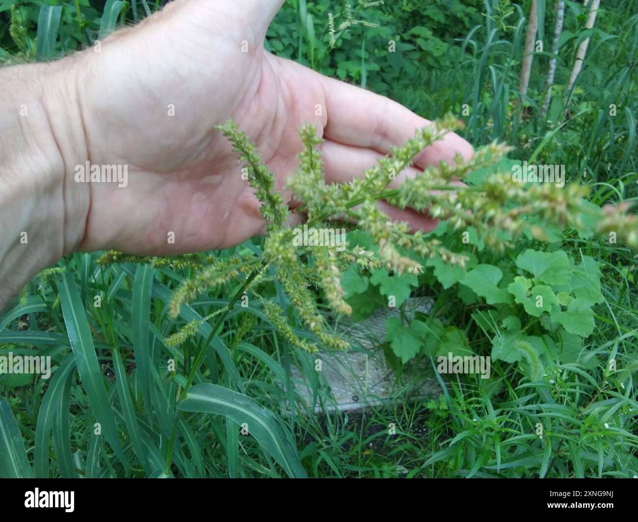 Barnyard Grasses (Echinochloa) Plantae Stock Photo - Alamy