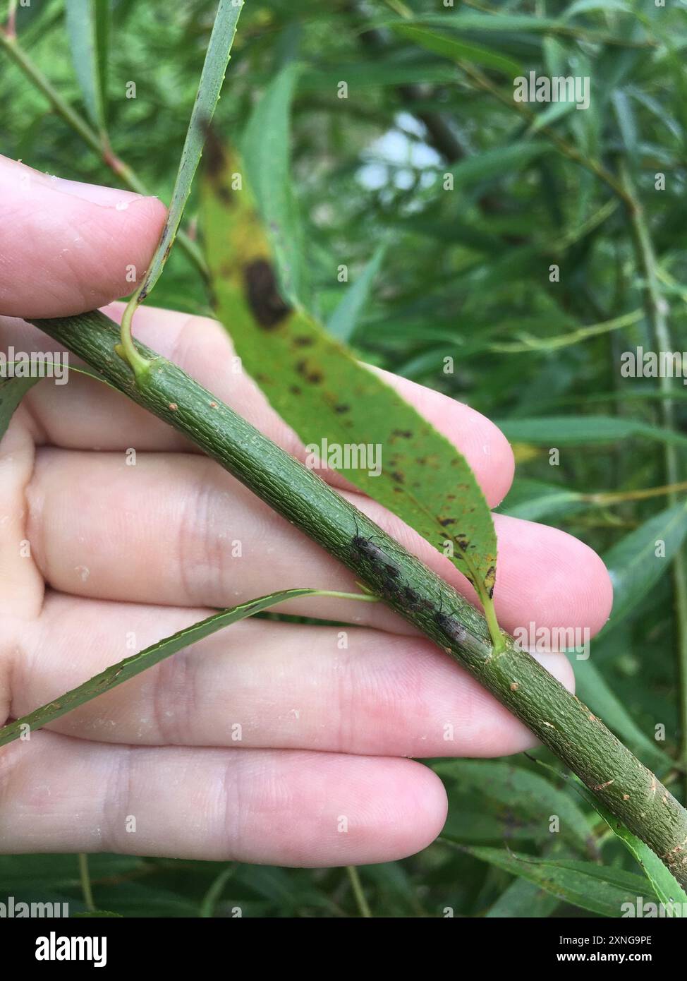 Giant Willow Aphid (Tuberolachnus salignus) Insecta Stock Photo - Alamy