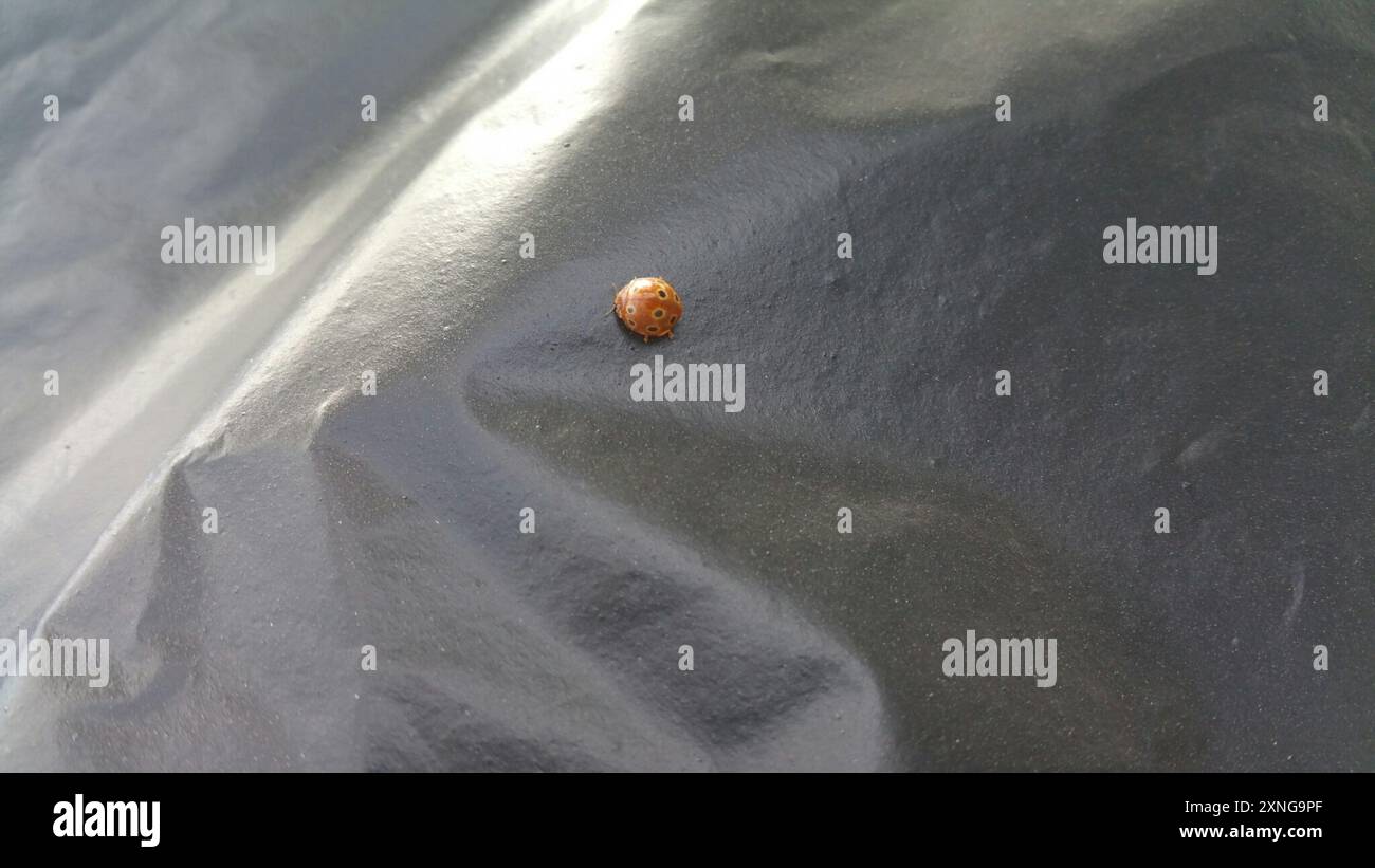 Eastern Ten-spotted Ladybug (Microcaria pupillata) Insecta Stock Photo ...