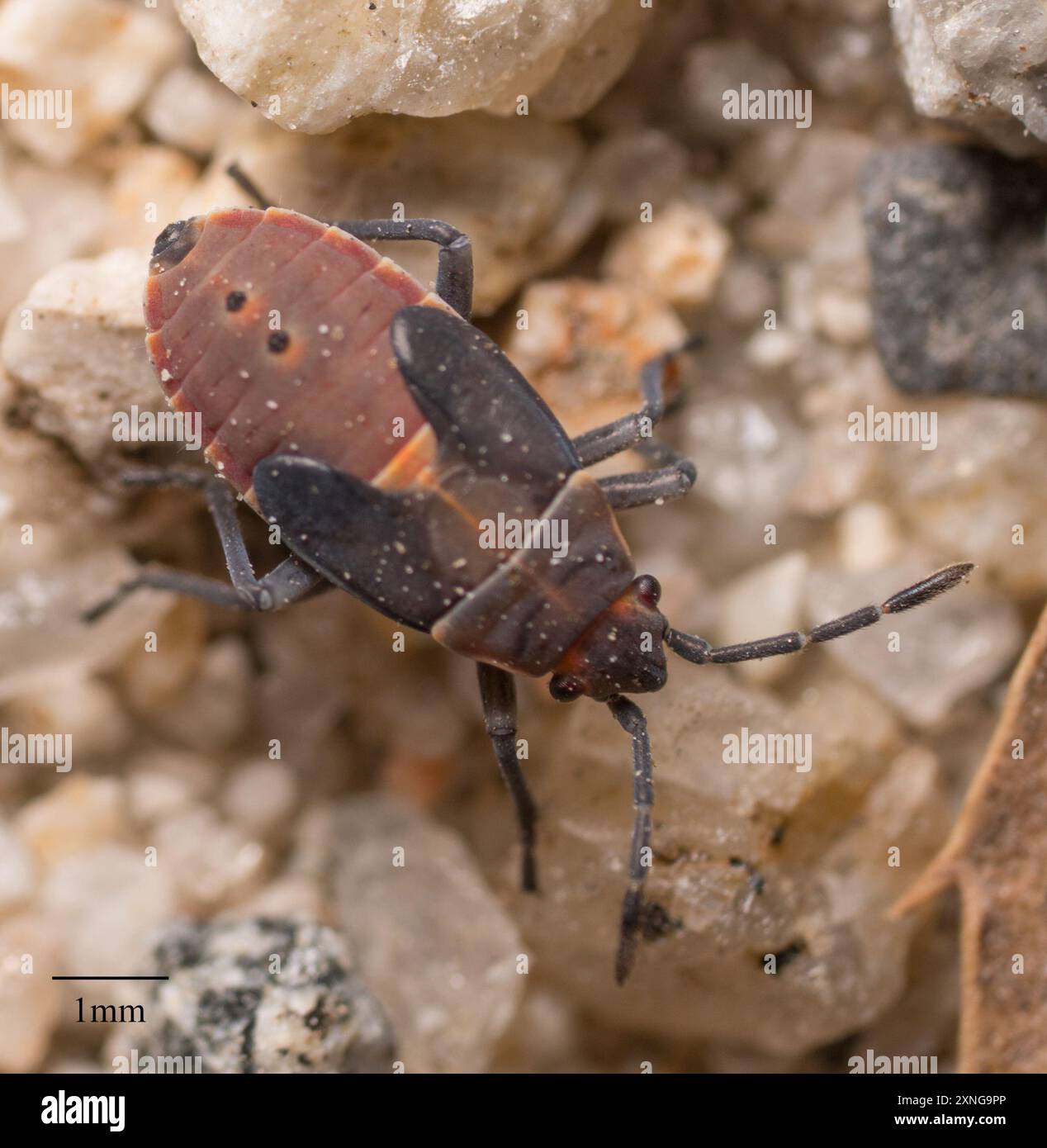White-crossed Seed Bug (Neacoryphus bicrucis) Insecta Stock Photo - Alamy