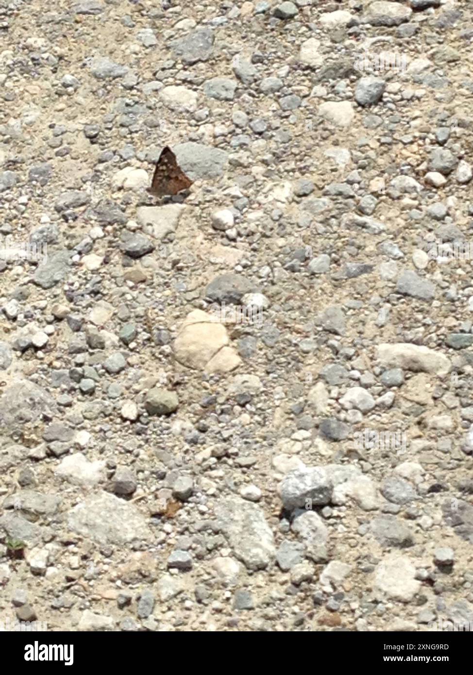 Hackberry Butterflies (Asterocampa) Insecta Stock Photo - Alamy