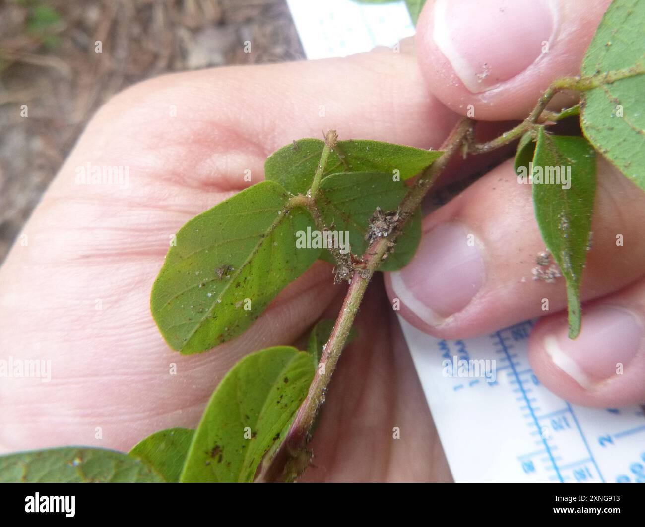 Sand Ticktrefoil (Desmodium lineatum) Plantae Stock Photo - Alamy