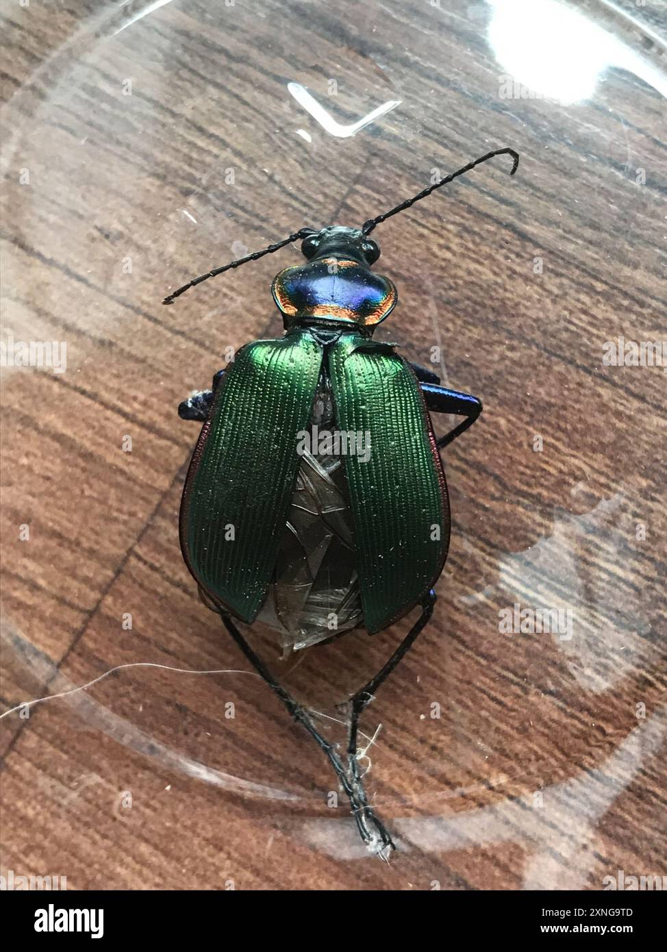 Fiery Searcher (Calosoma scrutator) Insecta Stock Photo - Alamy